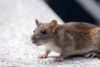 Tout savoir sur le difénacoum des rodenticides LODIGROUP - Lodi-hygiène