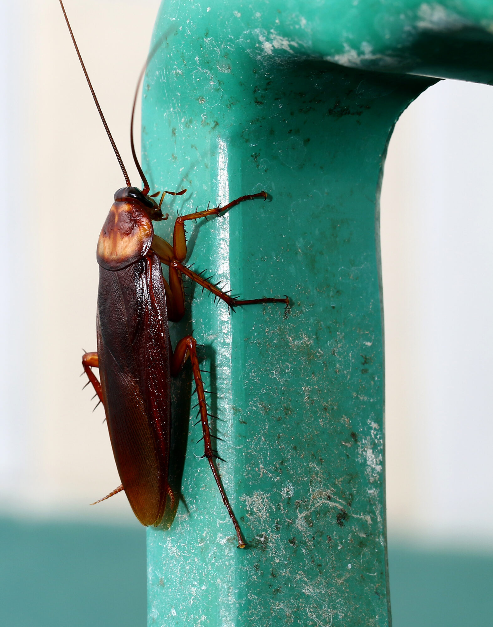 La blatte : un insecte invasif - Lodi-hygiène