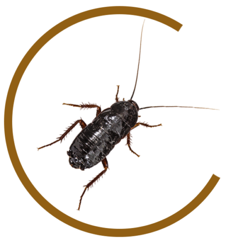 La blatte : un insecte invasif - Lodi-hygiène