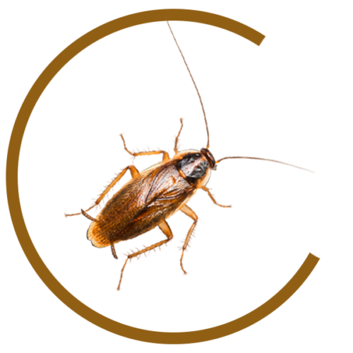 La blatte : un insecte invasif - Lodi-hygiène