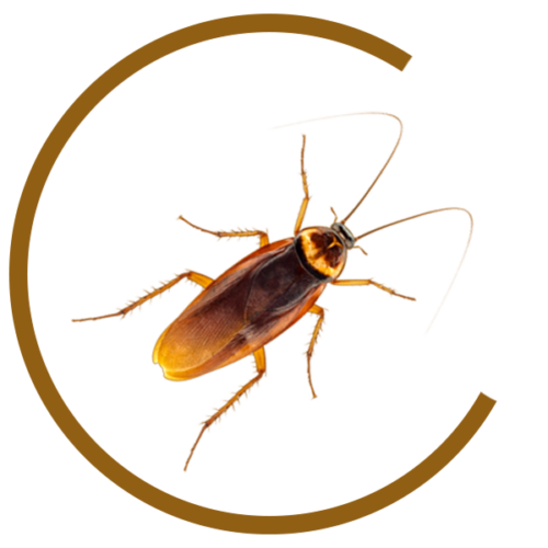 La blatte : un insecte invasif - Lodi-hygiène