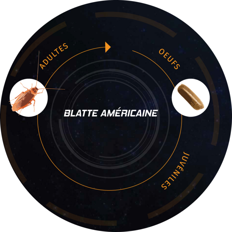 La blatte : un insecte invasif - Lodi-hygiène