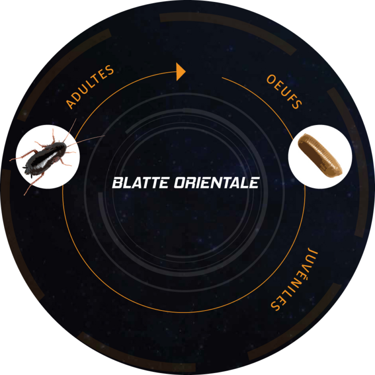 La blatte : un insecte invasif - Lodi-hygiène