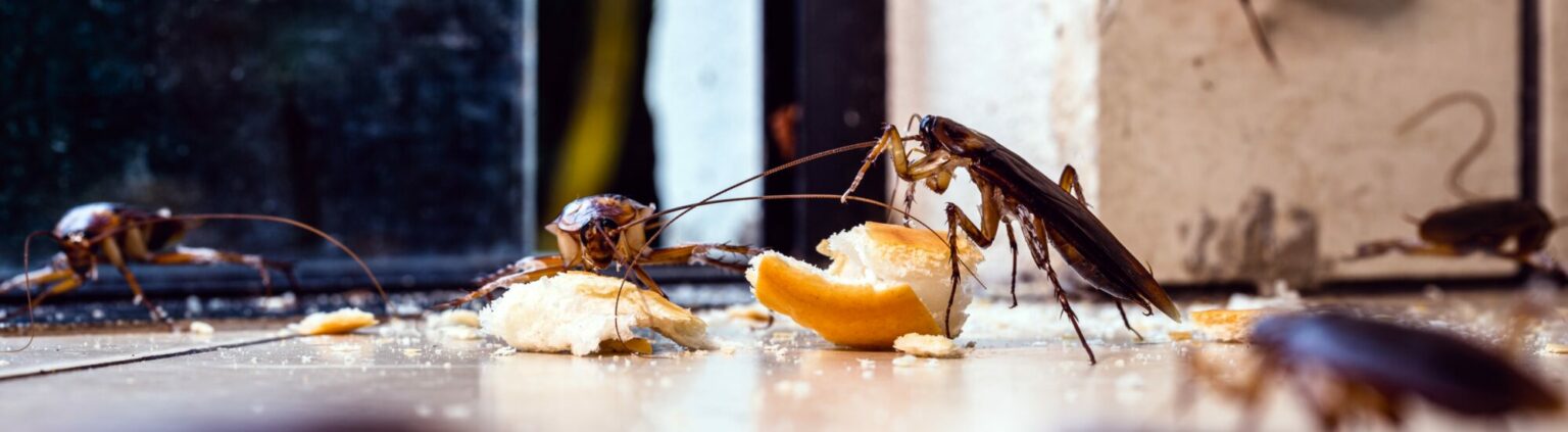 La blatte : un insecte invasif - Lodi-hygiène