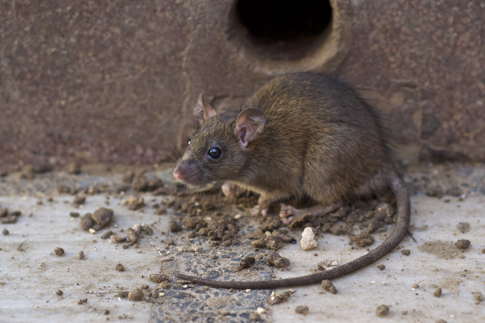 Tout savoir sur le brodifacoum des rodenticides LODIGROUP - Lodi-hygiène
