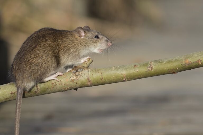 Crotte de rat ou de souris ? Reconnaître et agir face aux excréments de ...