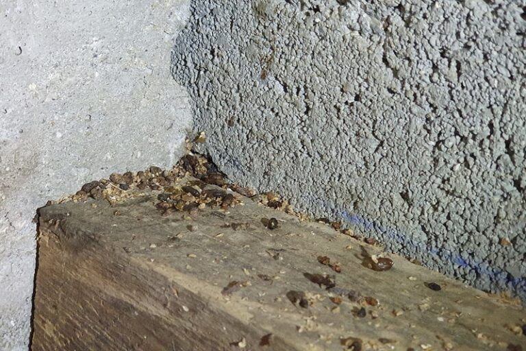 Crotte de rat ou de souris ? Reconnaître et agir face aux excréments de ...