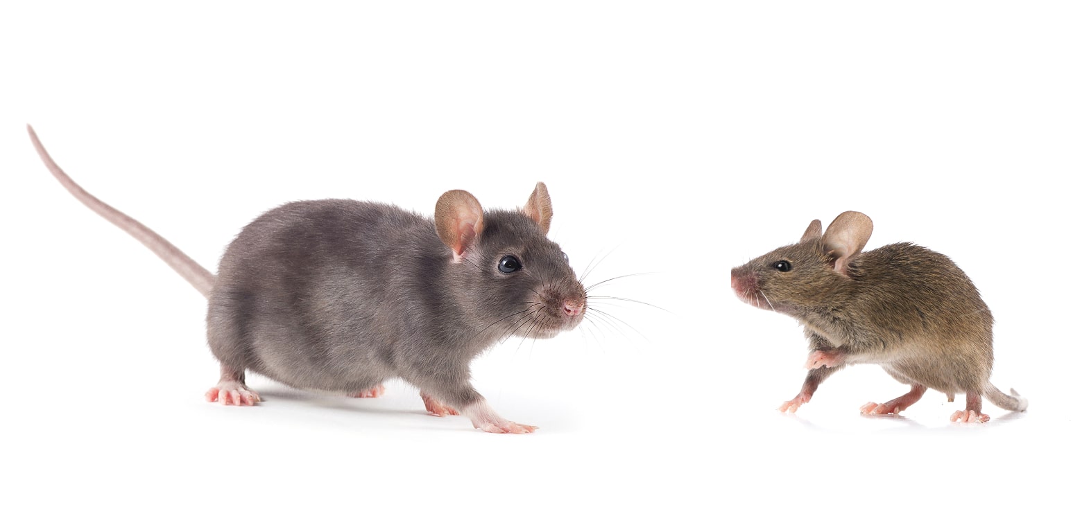 Crotte de rat ou de souris ? Reconnaître et agir face aux excréments de ...