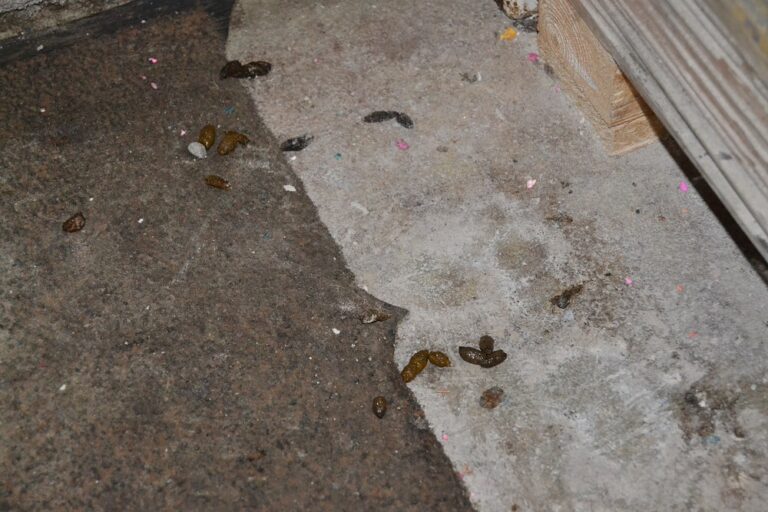 Crotte de rat ou de souris ? Reconnaître et agir face aux excréments de ...