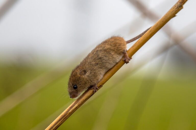 Produit anti-souris et anti-rats : comment choisir son rodenticide ...