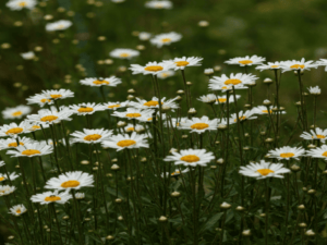 Pyréthrine : Comment utiliser cet insecticide naturel ? - Lodi-hygiène