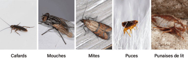 Pyréthrine : Comment utiliser cet insecticide naturel ? - Lodi-hygiène