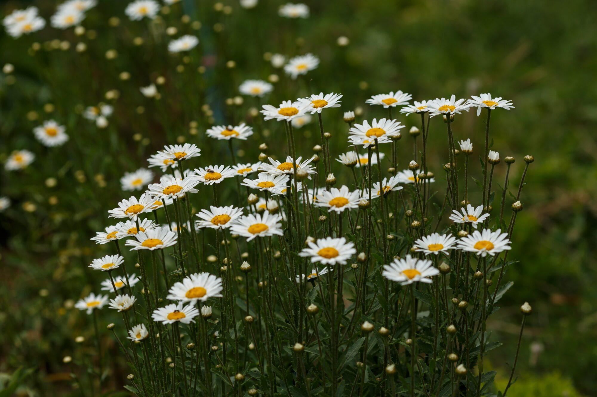 Pyréthrine : Comment utiliser cet insecticide naturel ? - Lodi-hygiène