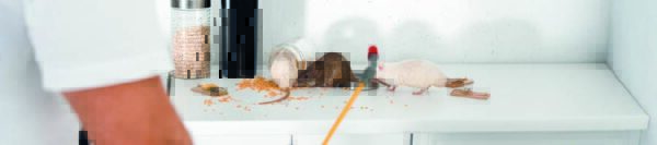 Comment se passe une dératisation ? - Lodi-hygiène